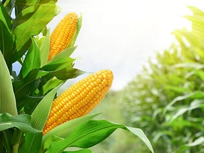 Omani Gulf Food Company